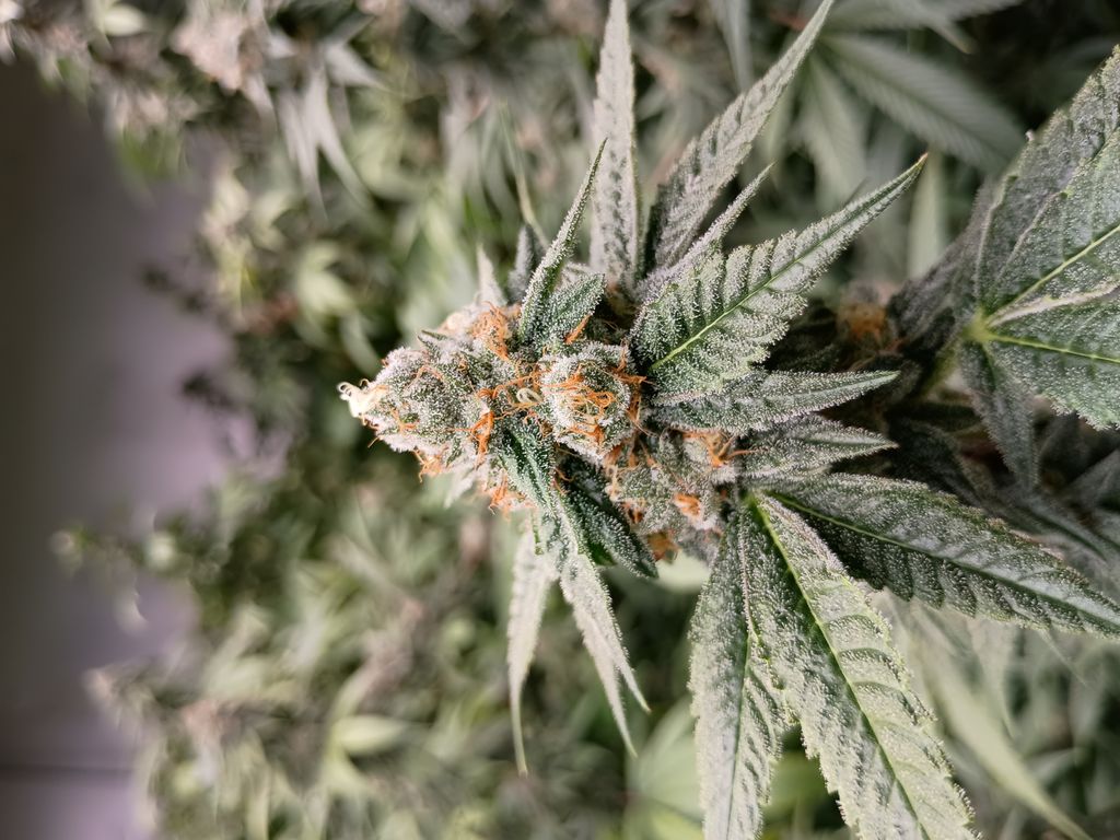 Buy 9 Lb. Hammer Bulk online - High Plainz Strains - Sedgwick ...