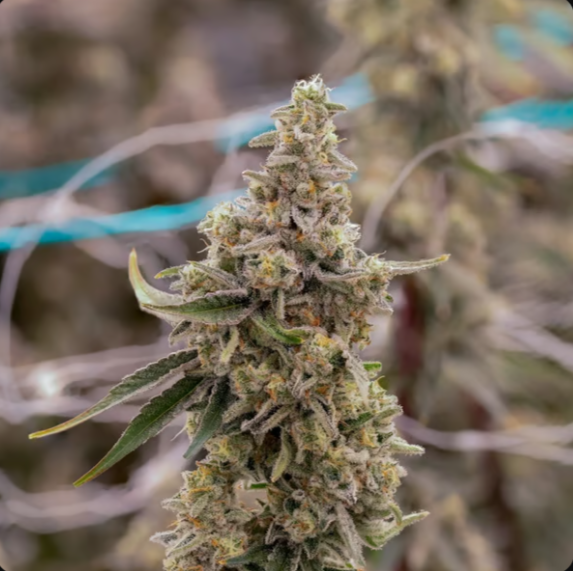 Buy Cap Junky 7g Smalls online - Altius Carol Stream | Carol Stream ...