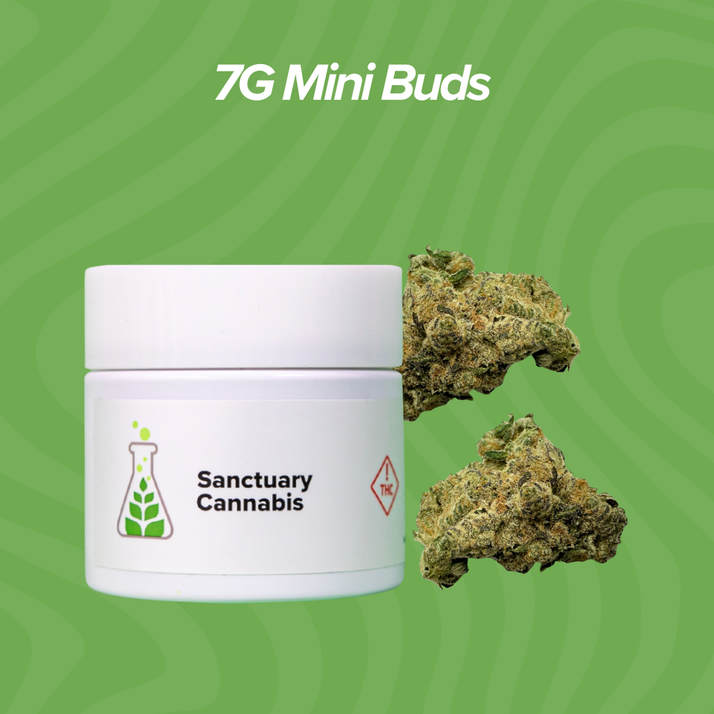 Buy Burnt Orange 7g Mini Buds online - Sanctuary West Palm Beach ...