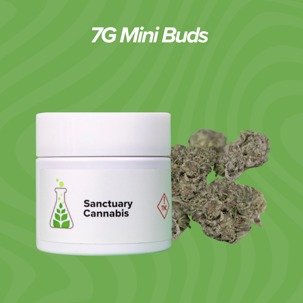 Buy Mini Buds 7g Dolato 41 online - Sanctuary Orlando I-Drive | Orlando ...