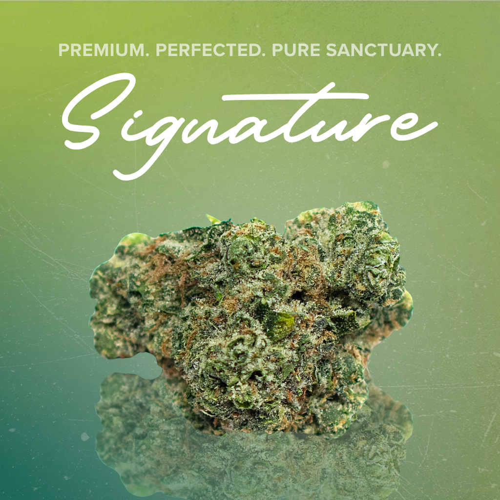 Buy Signature 3.5g Don Mega online - Sanctuary Dunedin | Dunedin | Florida
